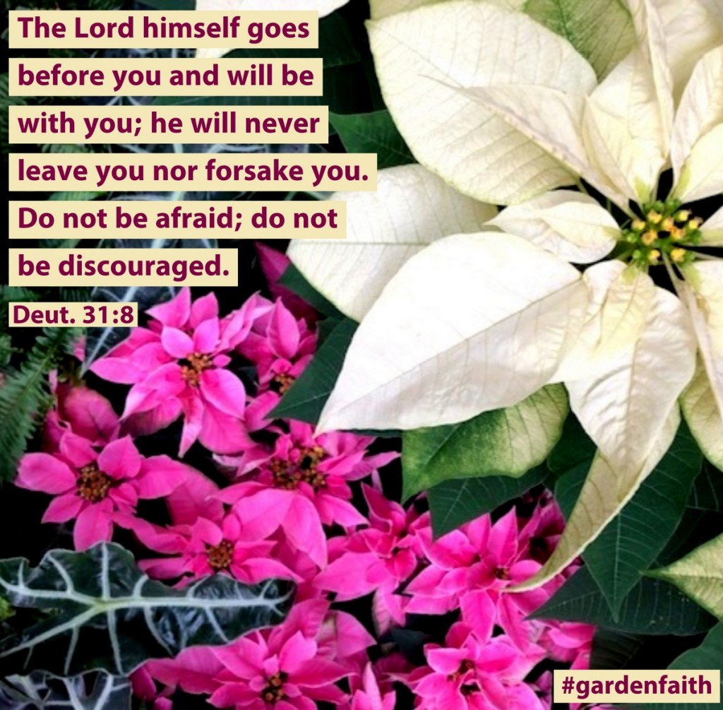 Garden Faith – Flowers, Faith, Scripture, and Praise.