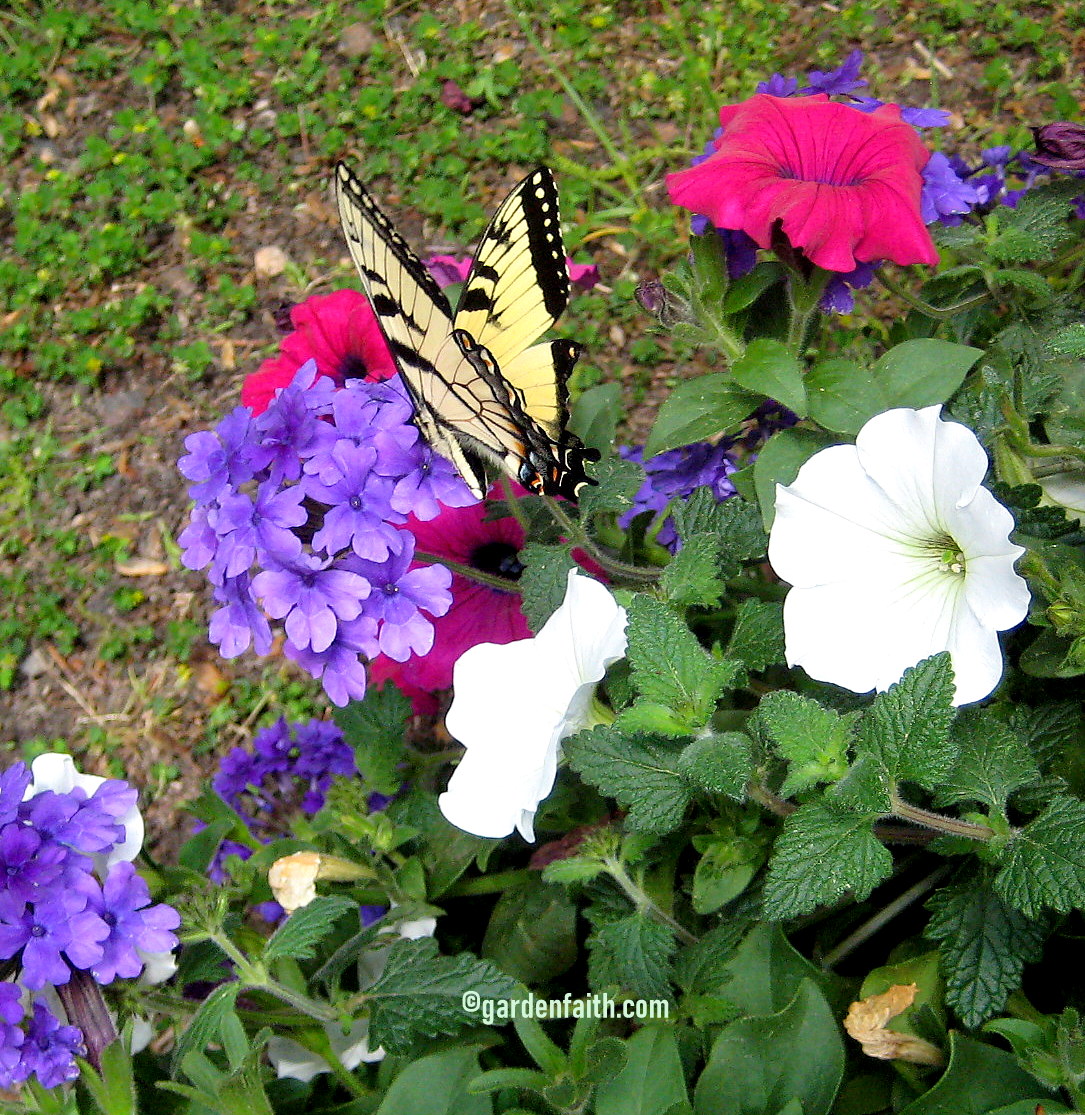 The Hymn of Promise – Garden Faith