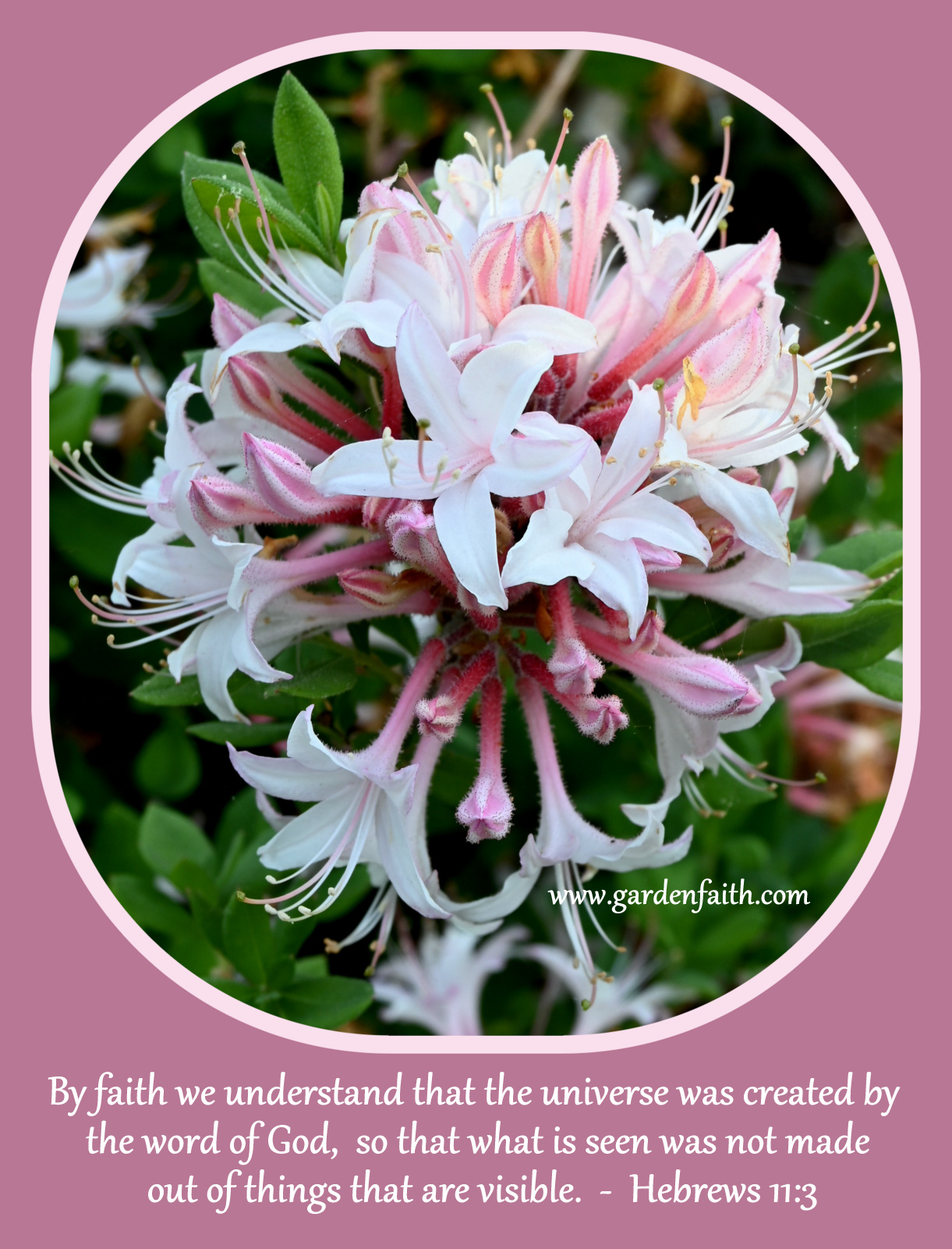 Garden Faith – Flowers, Faith, Scripture, and Praise.