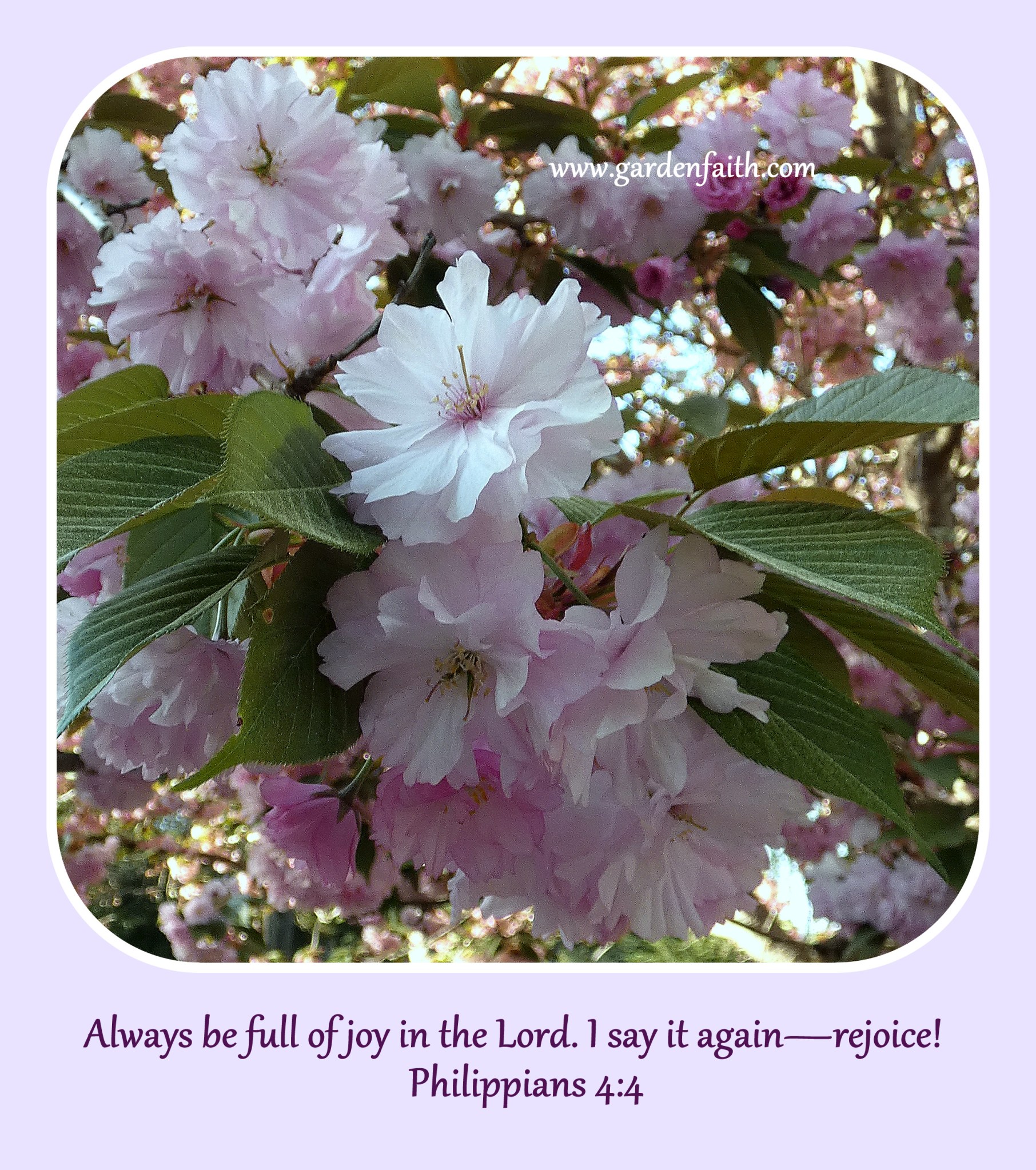 Rejoice Always – Philippians 4:4 – Garden Faith