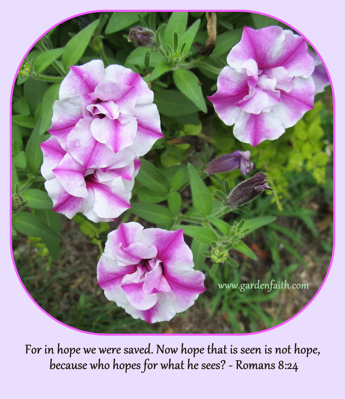 Faith and Hope – Romans 8:24 – Garden Faith